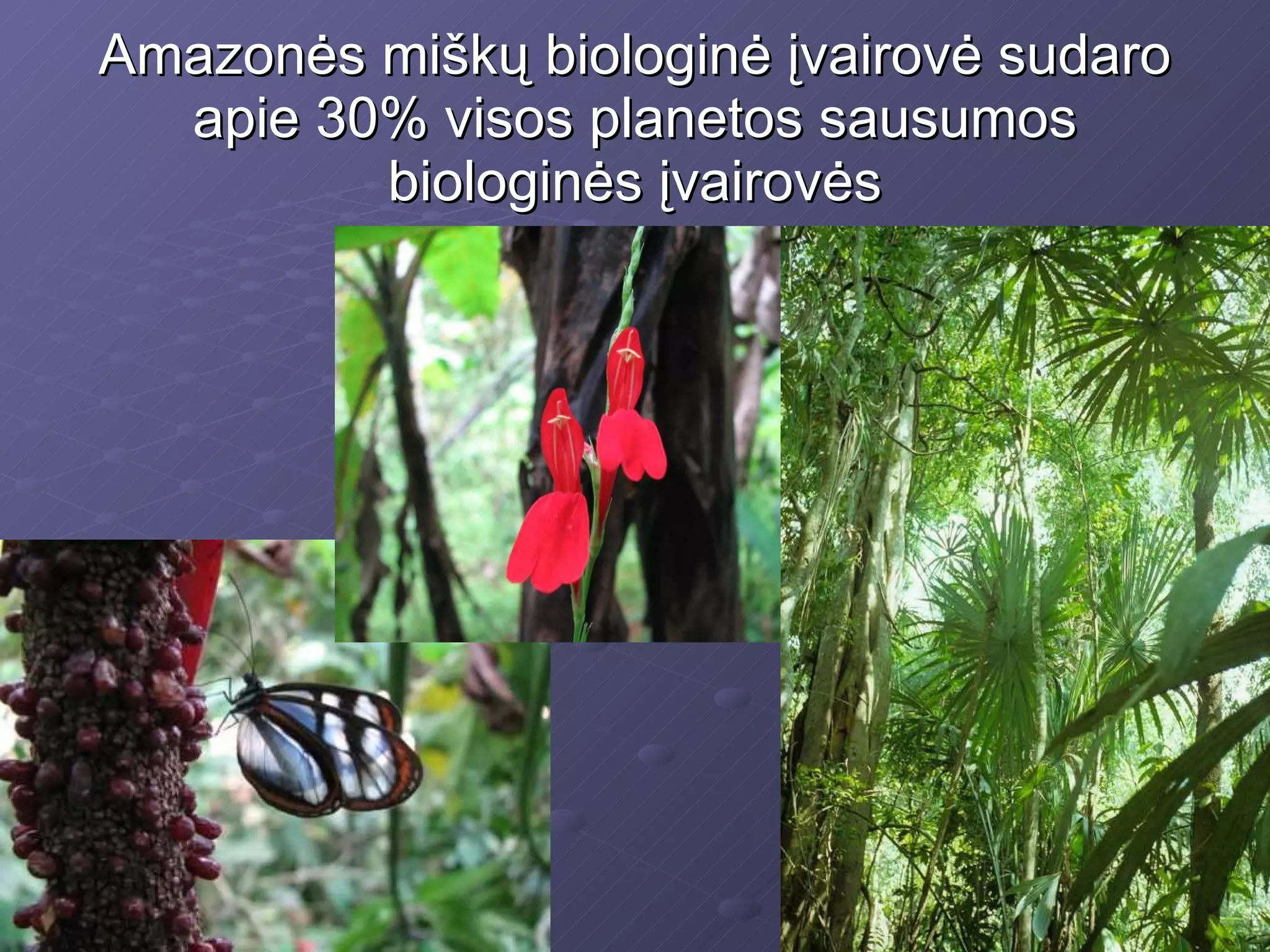 Drėgnieji atogrąžų miškai | PPT