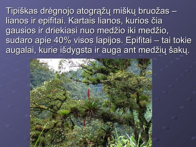 Drėgnieji atogrąžų miškai | PPT