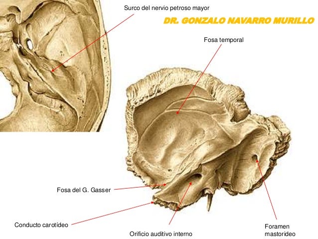 Dr gonzalo huesos de la cara