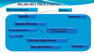 dr gurjinder bilirubin estimation.pptx