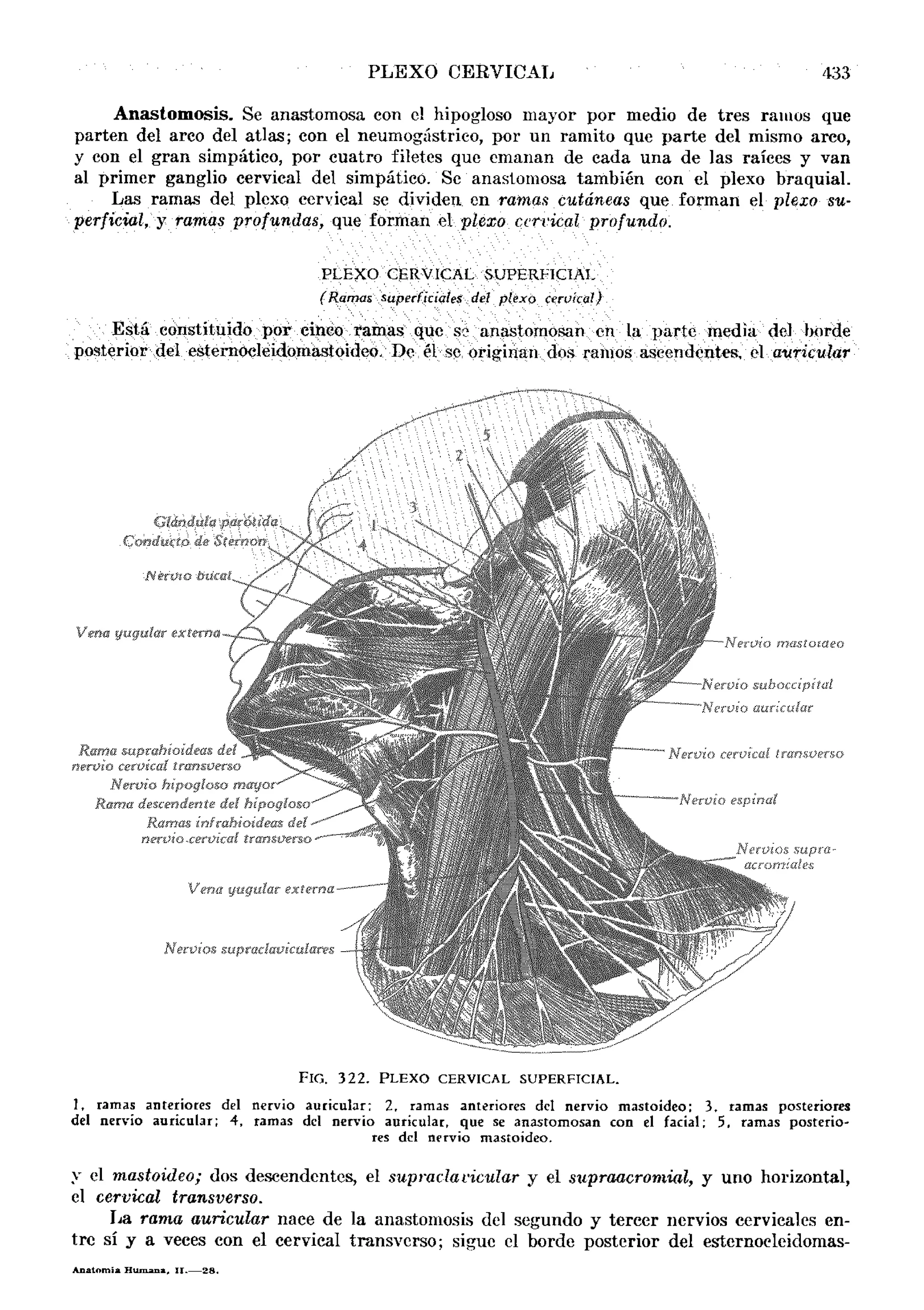 Capítulo 23. plexo cervical | PDF