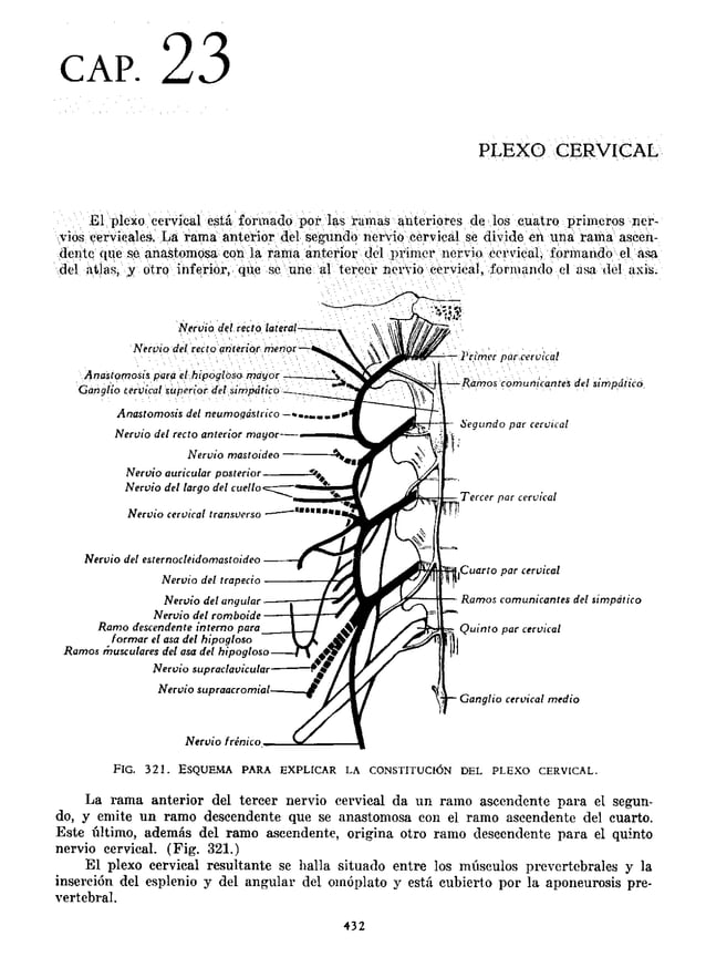 Capítulo 23. plexo cervical | PDF