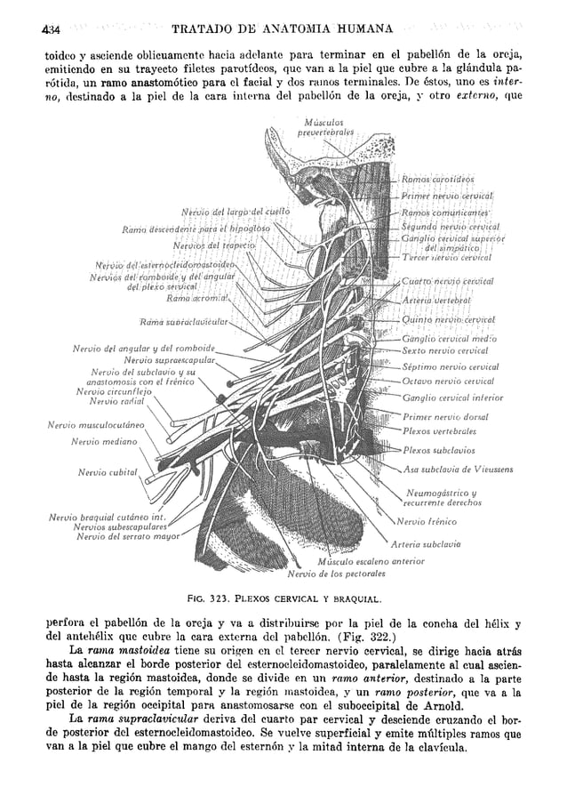 Capítulo 23. plexo cervical | PDF