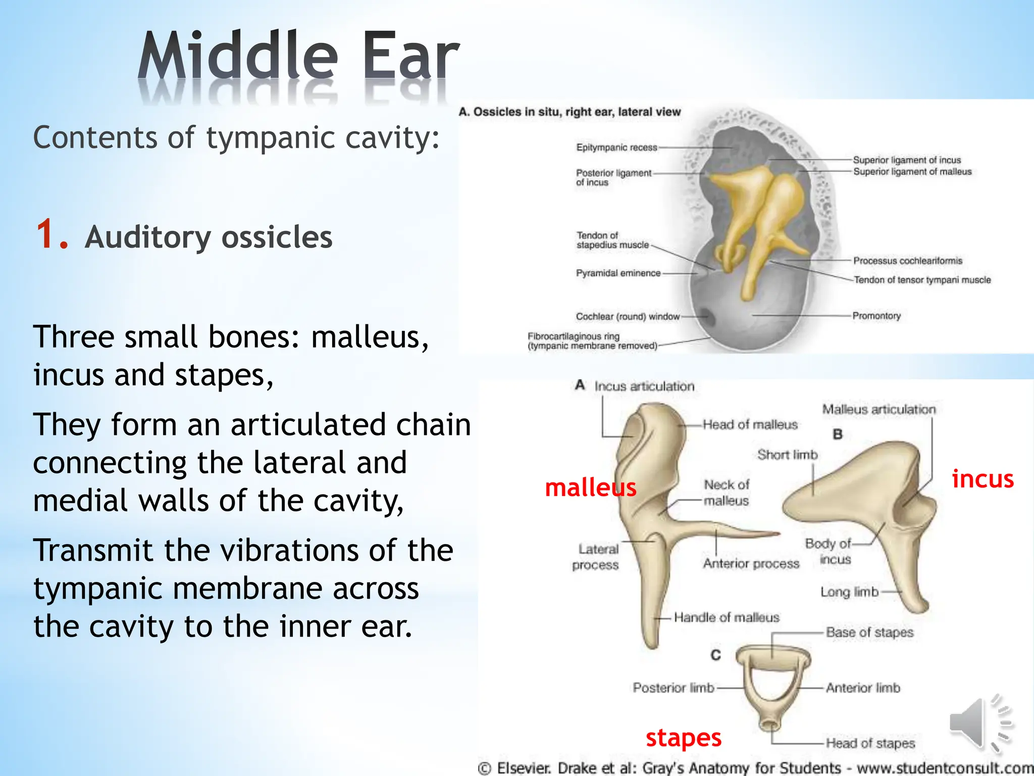 Dr Hoda _Hassan_Anatomy of EAR 20-21.pptx