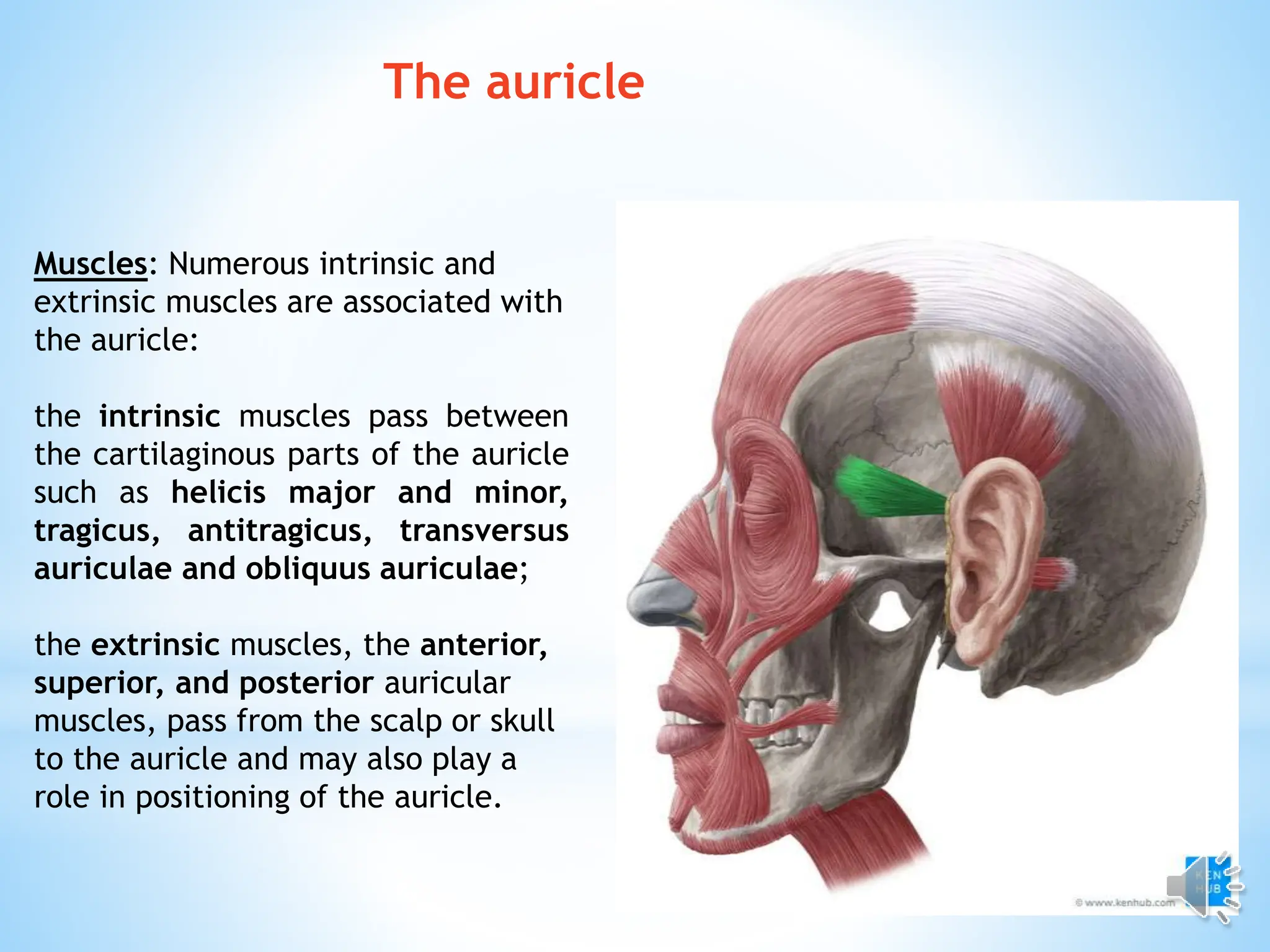 Dr Hoda _Hassan_Anatomy of EAR 20-21.pptx