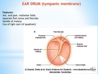 Dr Hoda _Hassan_Anatomy of EAR 20-21.pptx