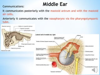 Dr Hoda _Hassan_Anatomy of EAR 20-21.pptx