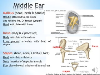 Dr Hoda _Hassan_Anatomy of EAR 20-21.pptx