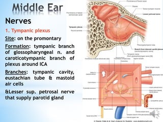 Dr Hoda _Hassan_Anatomy of EAR 20-21.pptx