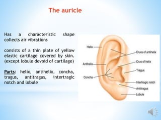 Dr Hoda _Hassan_Anatomy of EAR 20-21.pptx