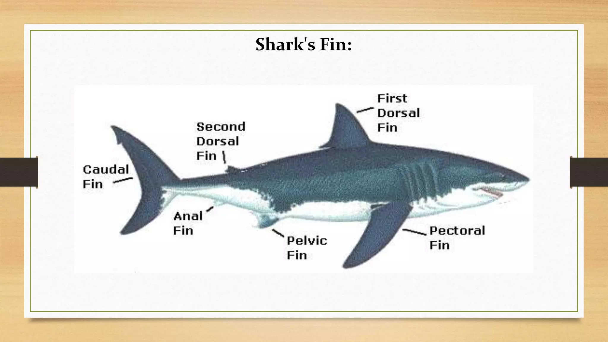 Dried shark's fin | PPTX