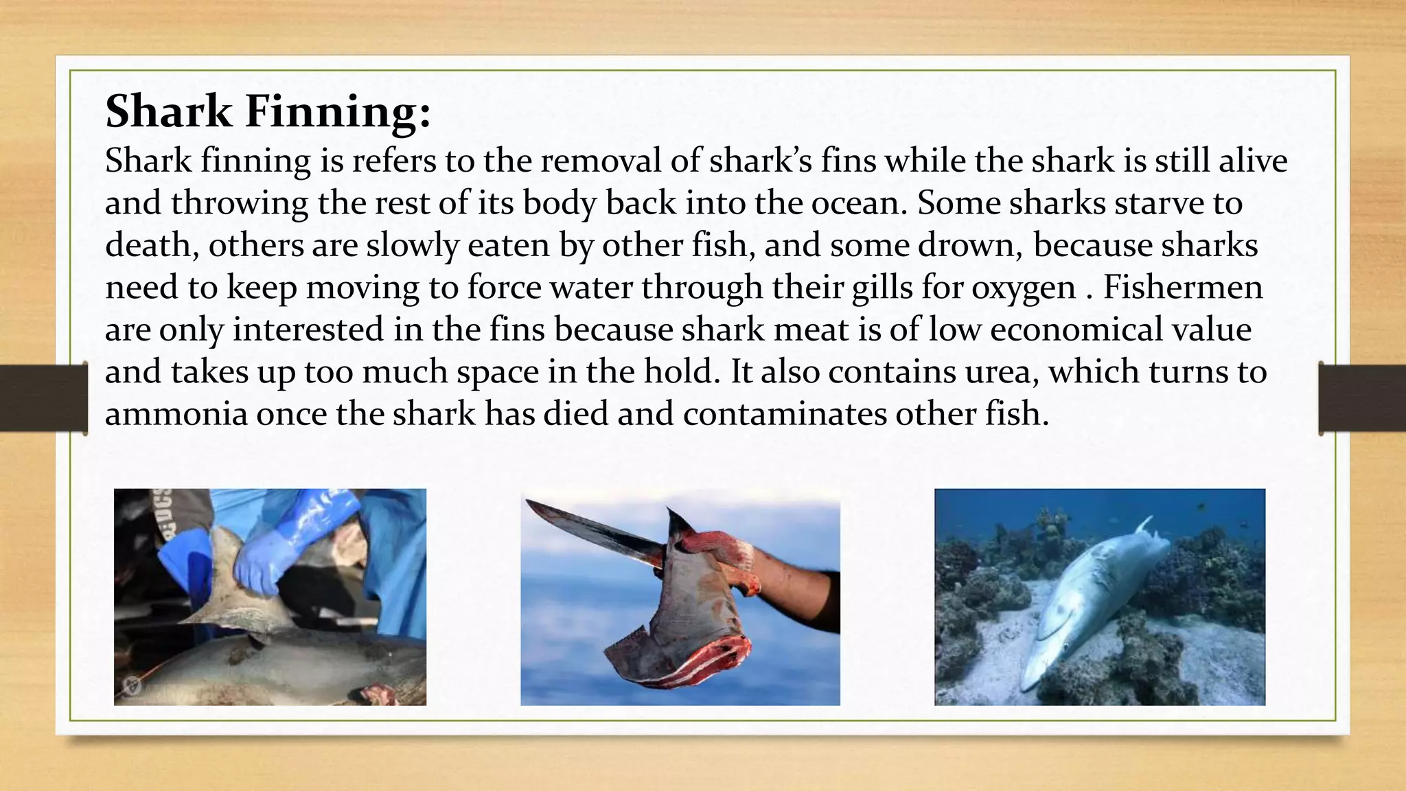 Dried shark's fin | PPTX