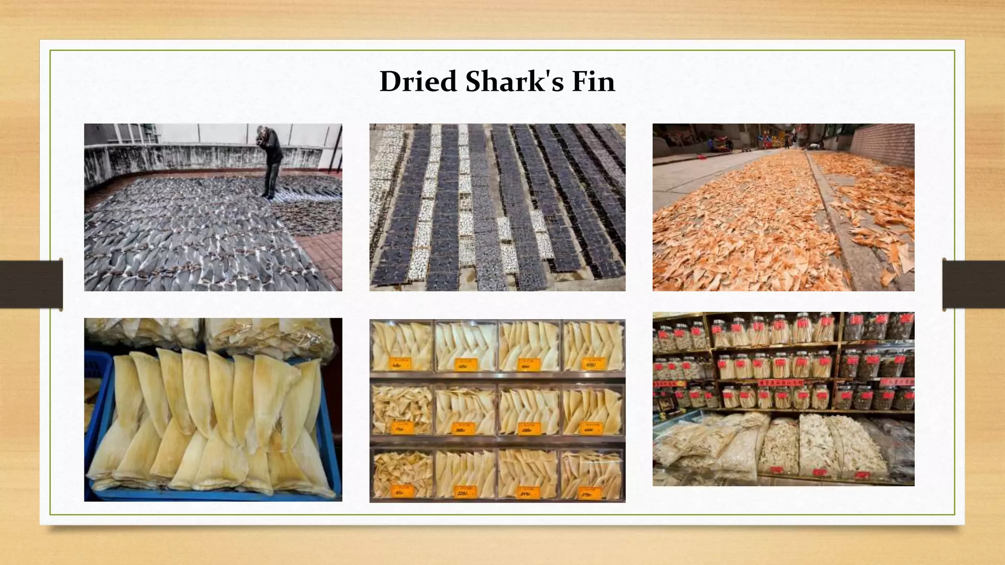 Dried shark's fin | PPTX