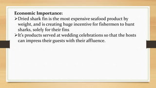 Dried shark's fin | PPT