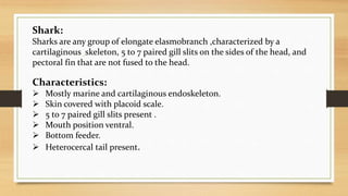 Dried shark's fin | PPT