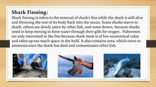 Dried shark's fin | PPTX