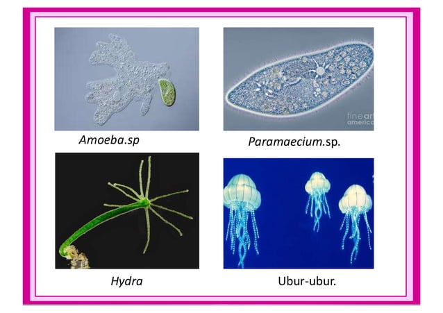 DRILLING PEKAN 5 PERKEMBANG BIAKAN TUMBUHAN DAN HEWAN.pdf