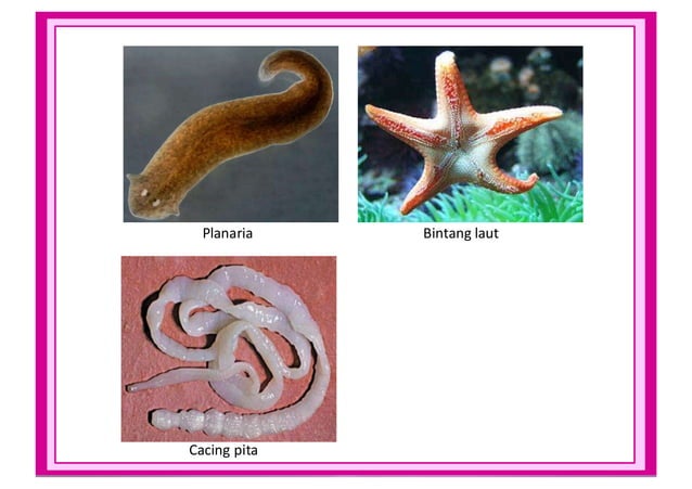 DRILLING PEKAN 5 PERKEMBANG BIAKAN TUMBUHAN DAN HEWAN.pdf