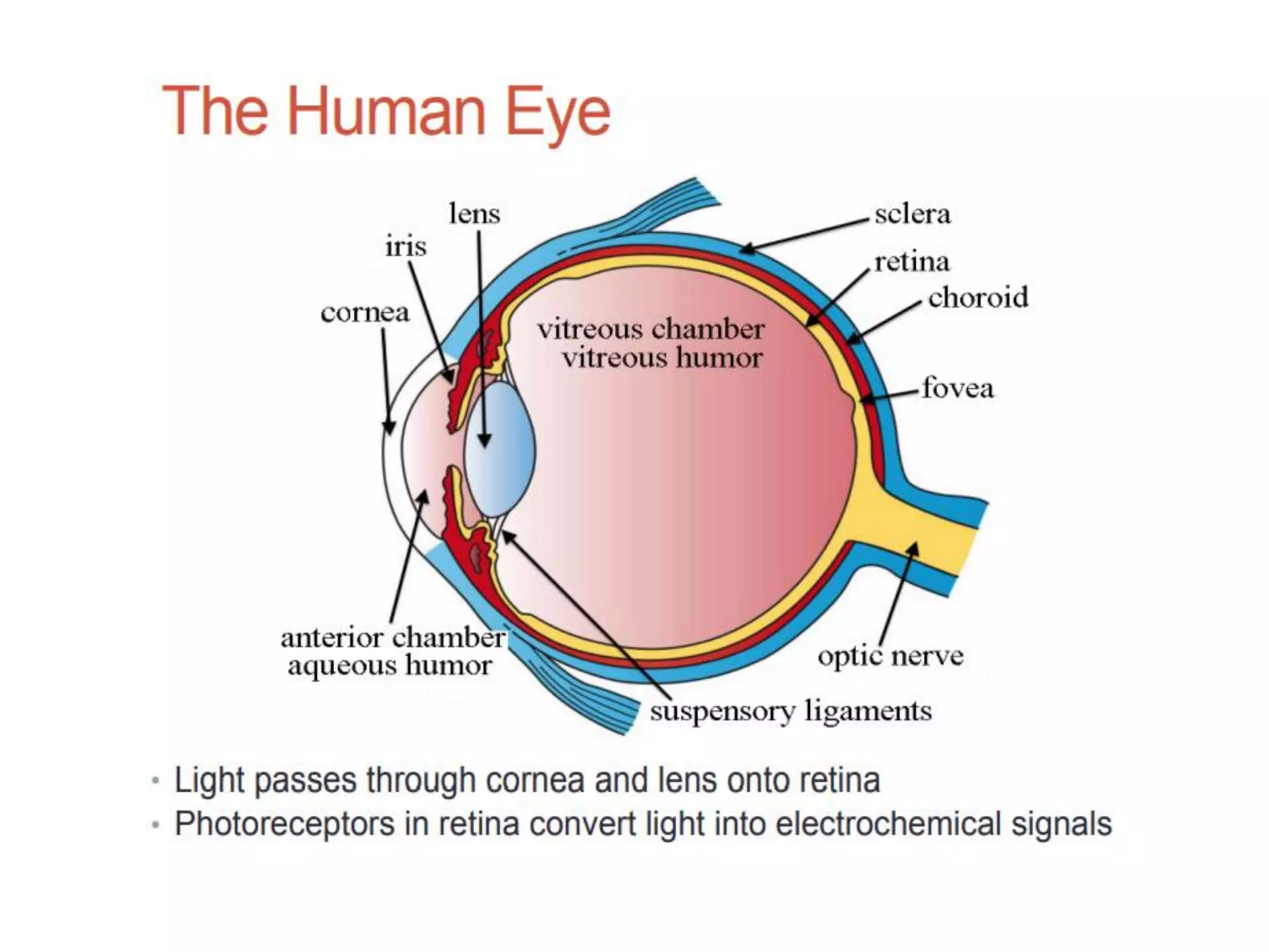 Elements of visual perception | PDF