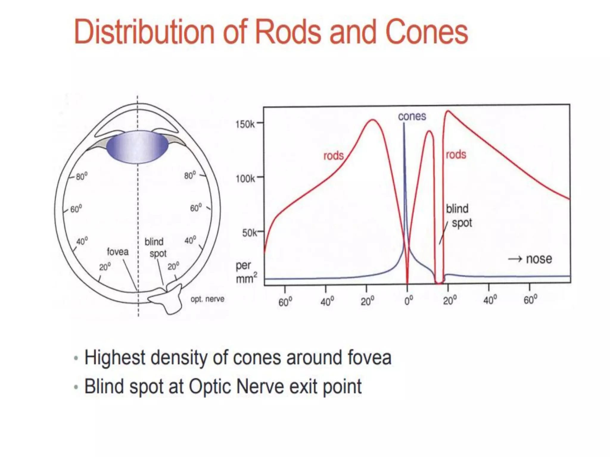 Elements of visual perception | PDF