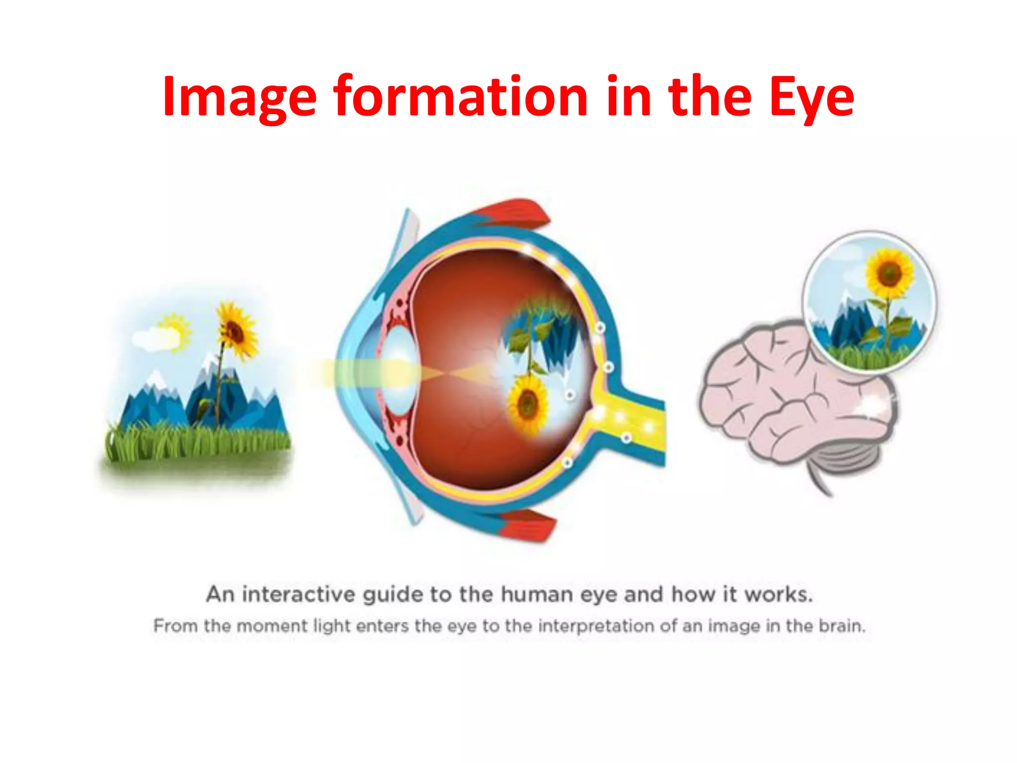 Elements of visual perception | PDF