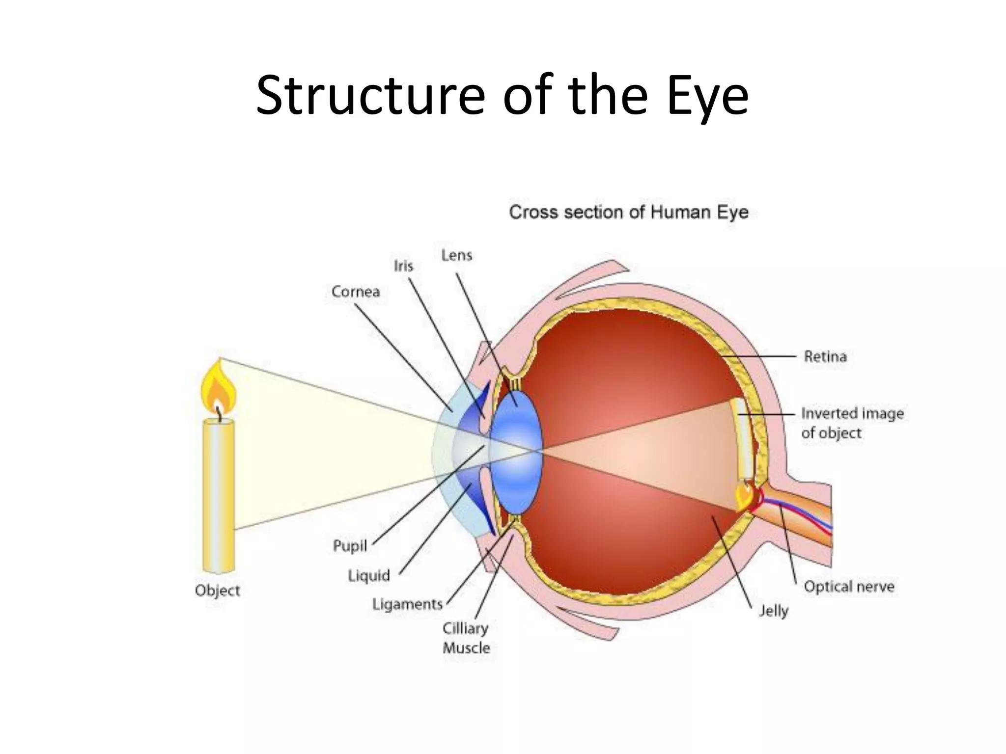 Elements of visual perception | PDF