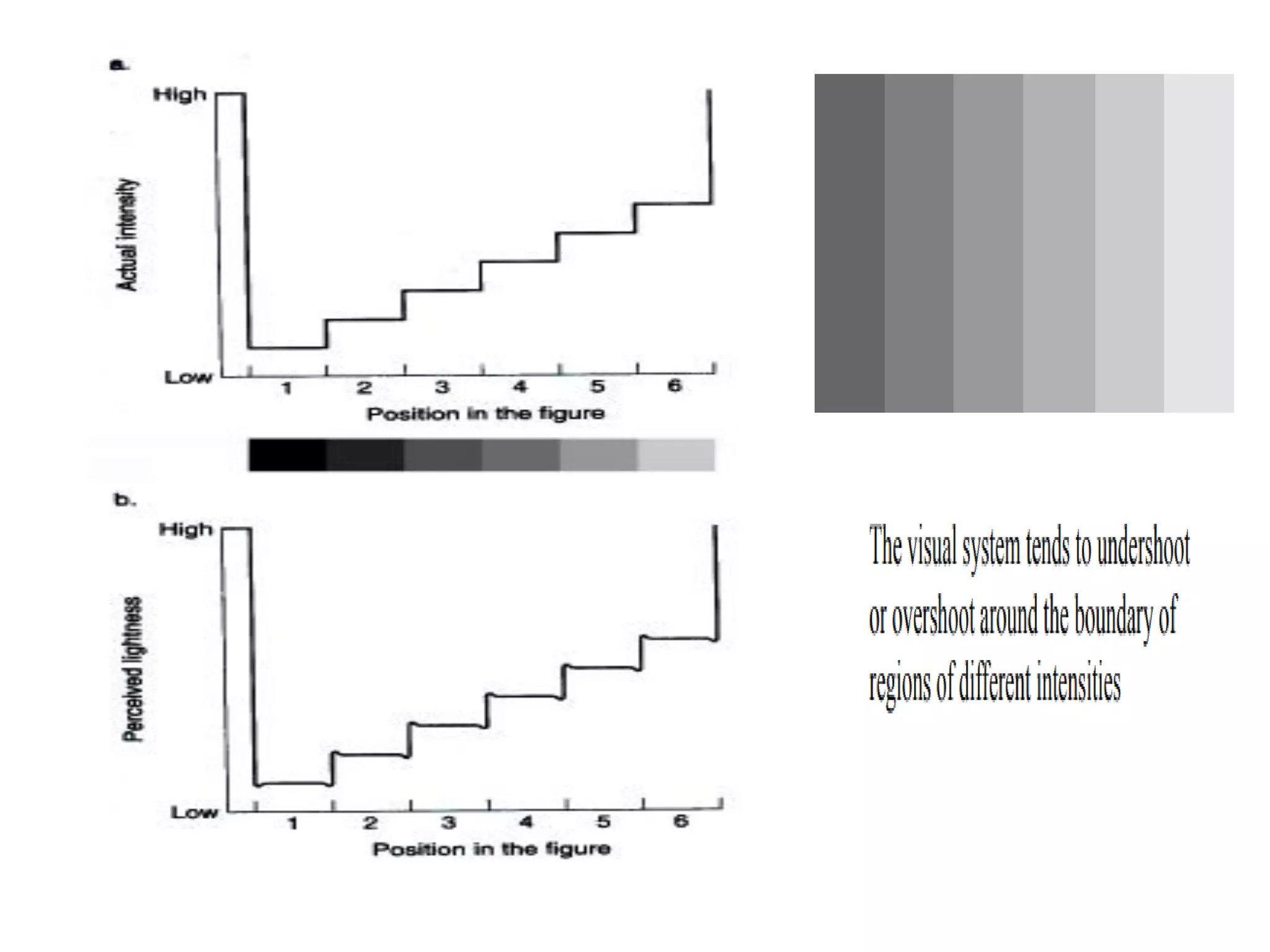 Elements of visual perception | PDF