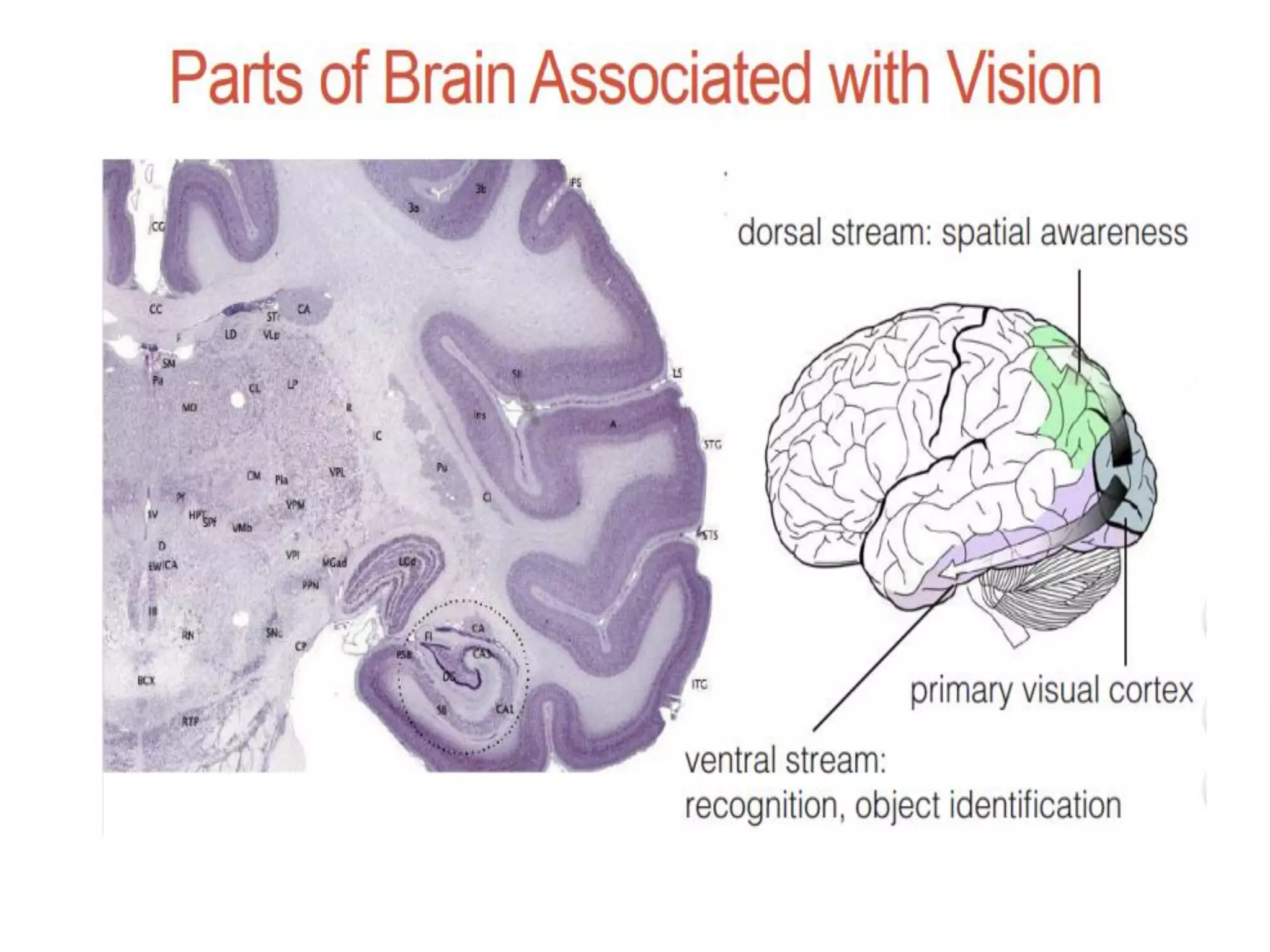 Elements of visual perception | PDF