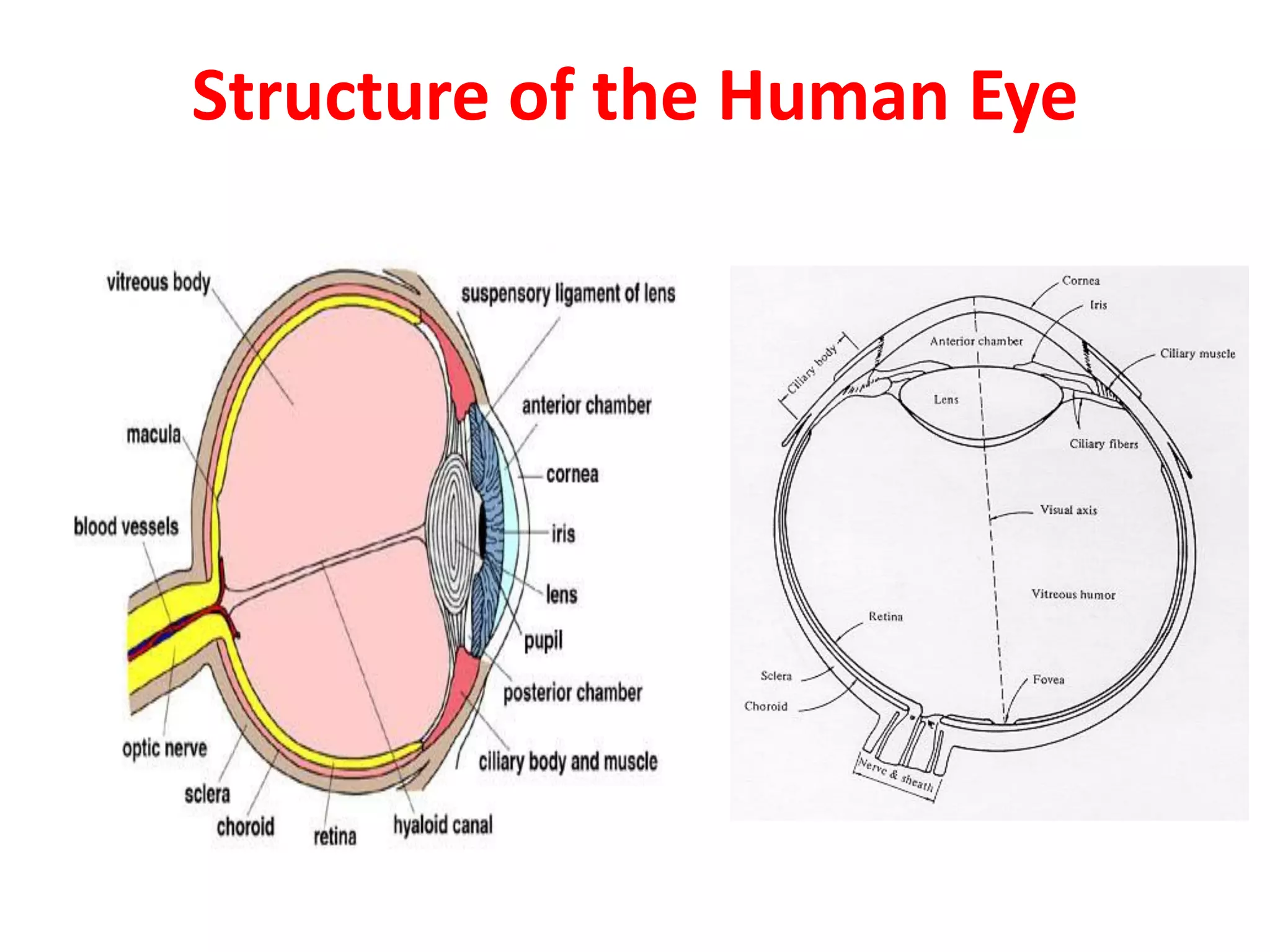 Elements of visual perception | PDF