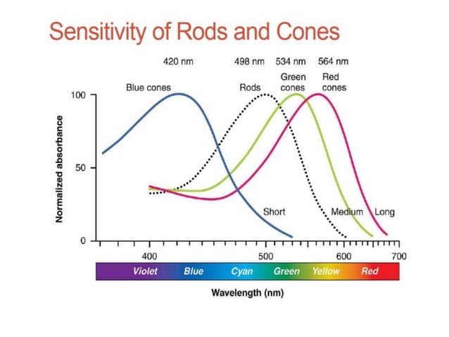 Elements of visual perception | PDF | Eye and Vision Conditions ...