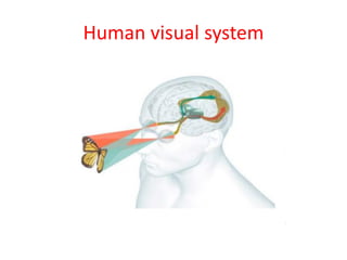 Elements of visual perception | PDF