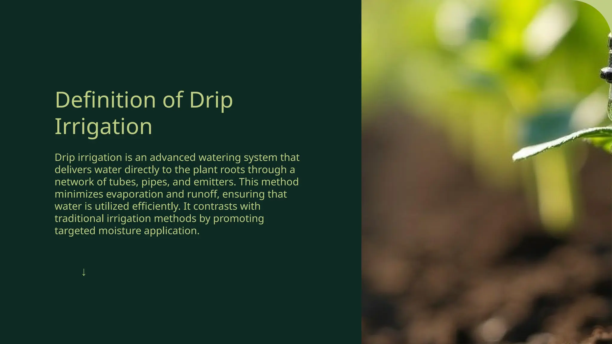 Drip Irrigation a sustainable approach to modern agriculture | PPTX