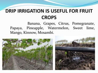 Drip irrigation in fruits | PPTX