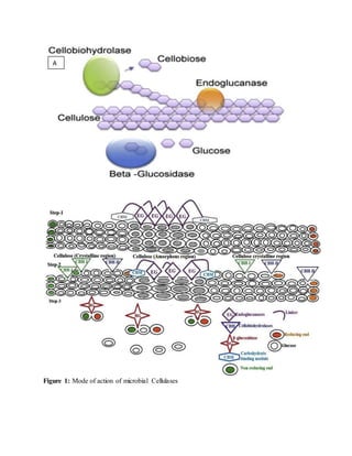 Cellulase (Types, Sources, Mode of Action & Applications) | DOCX