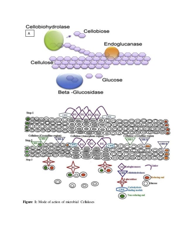 Cellulase (Types, Sources, Mode of Action & Applications)
