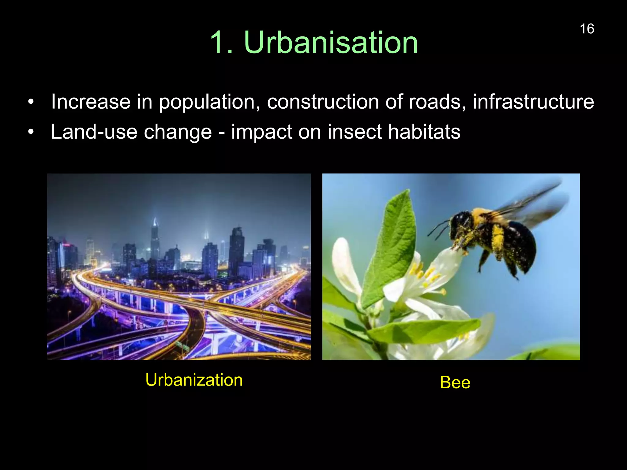 Drivers of insect decline.pptx