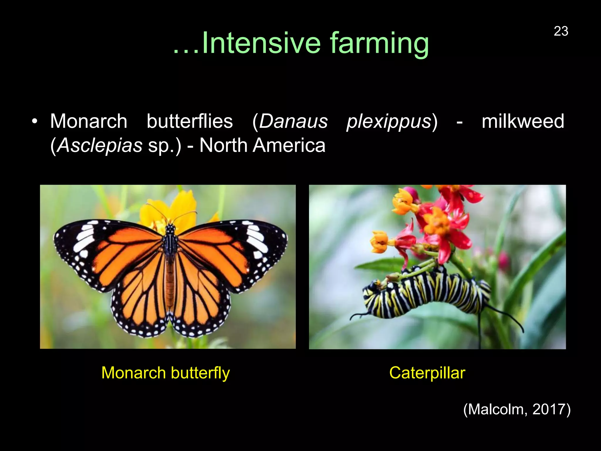 Drivers of insect decline.pptx