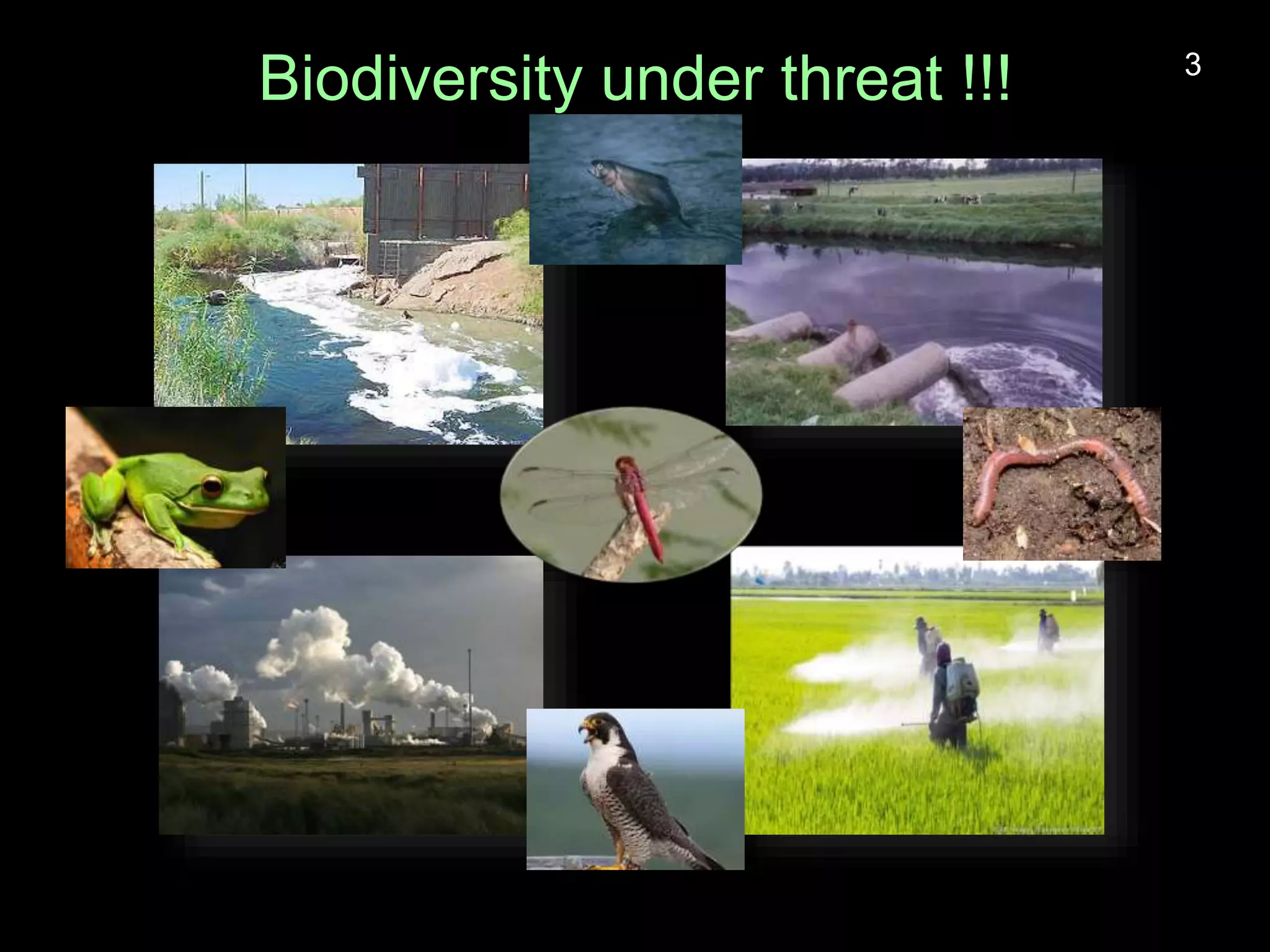 Drivers of insect decline.pptx