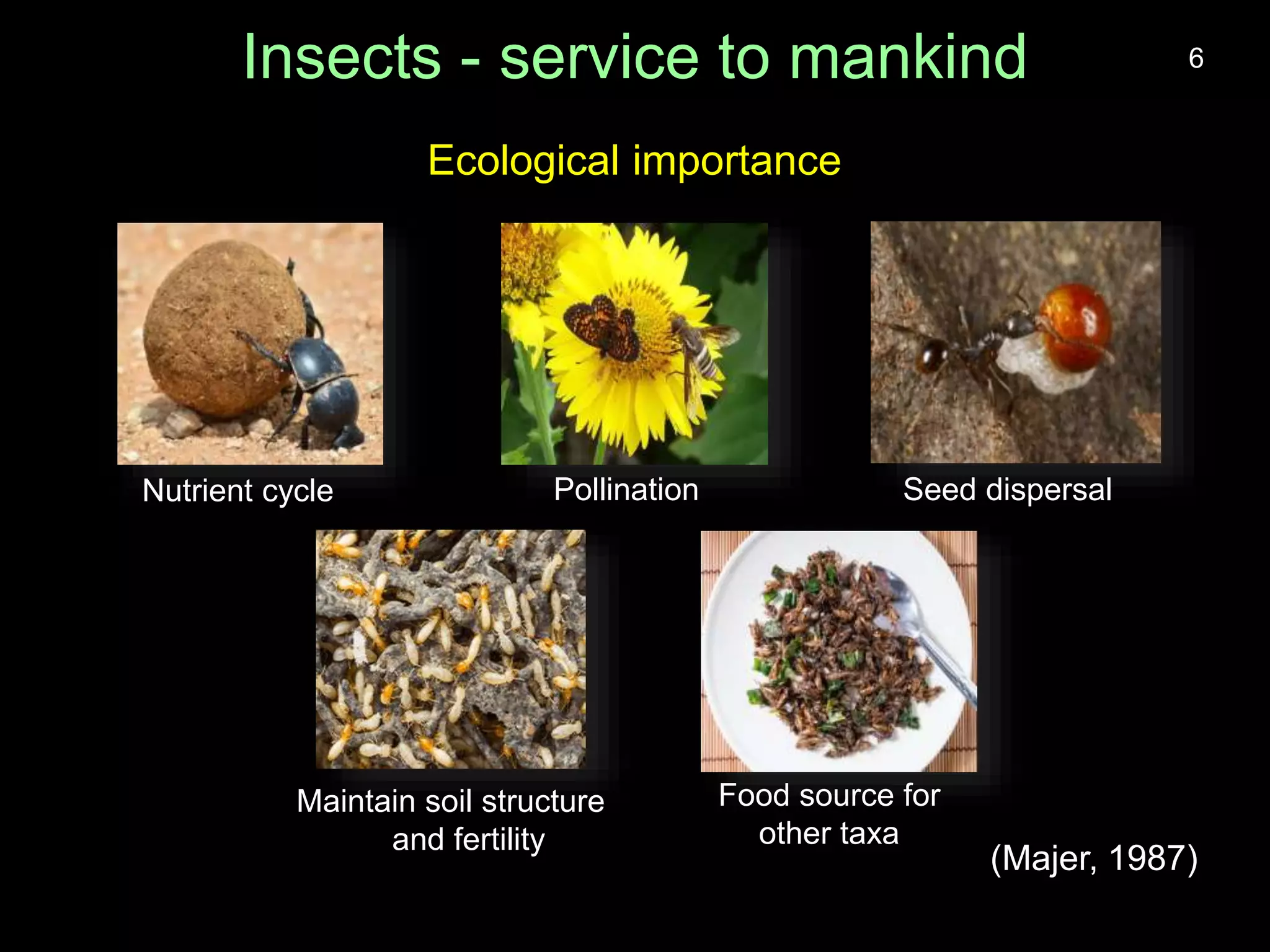 Drivers of insect decline.pptx