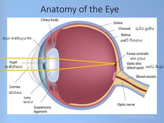 Common Eye Diseases | PPTX