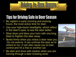 Driving Safe In Deer Season | PPS