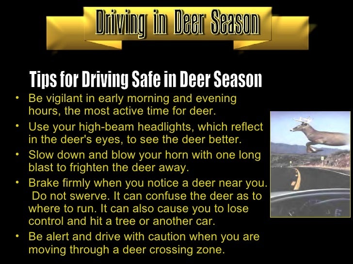 Driving Safe In Deer Season