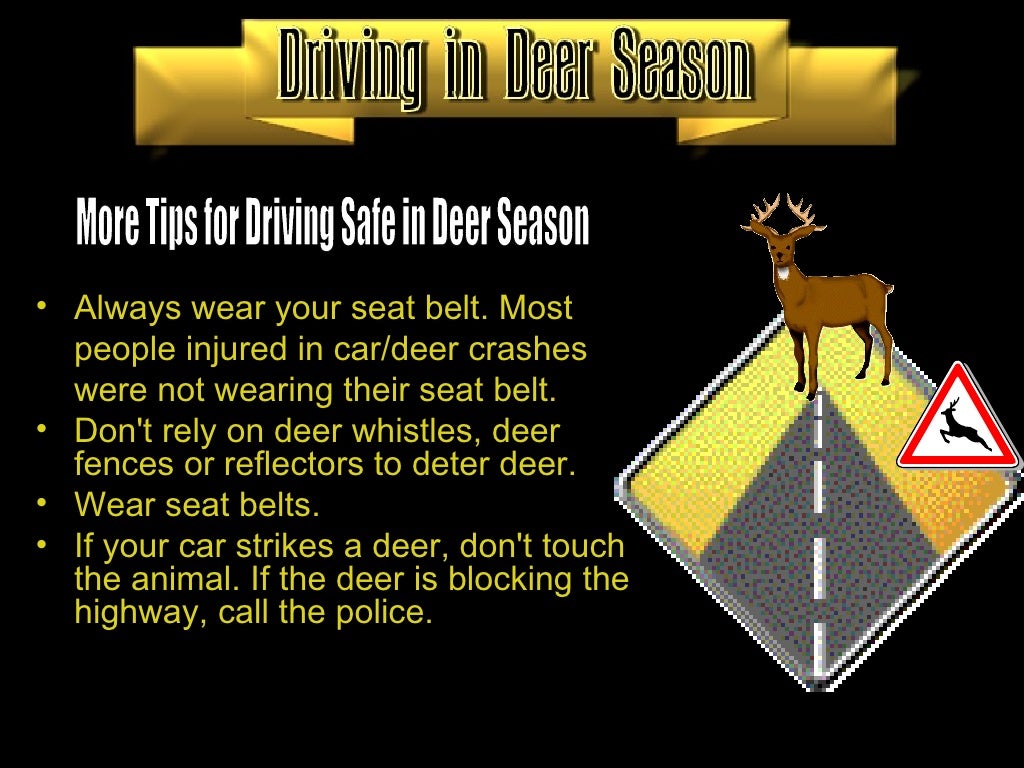 Driving Safe In Deer Season