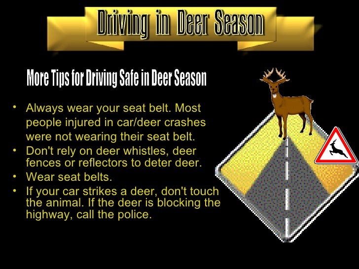 Driving Safe In Deer Season
