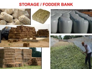 ENTREPRENEURIAL OPPORTUNITIES IN LIVESTOCK FEED AND FODDER MANAGEMENT ...