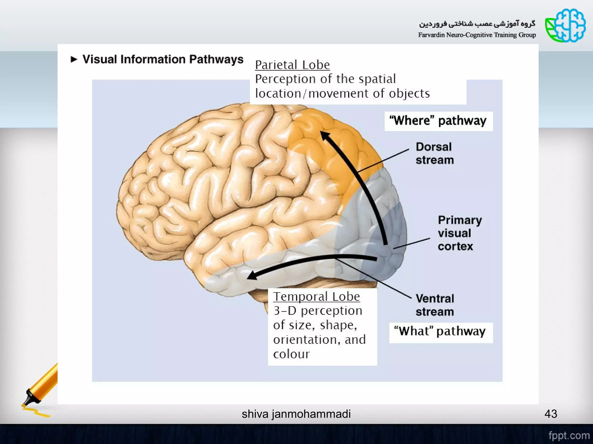 visual motor perception in Cerebral Palsy | PPT