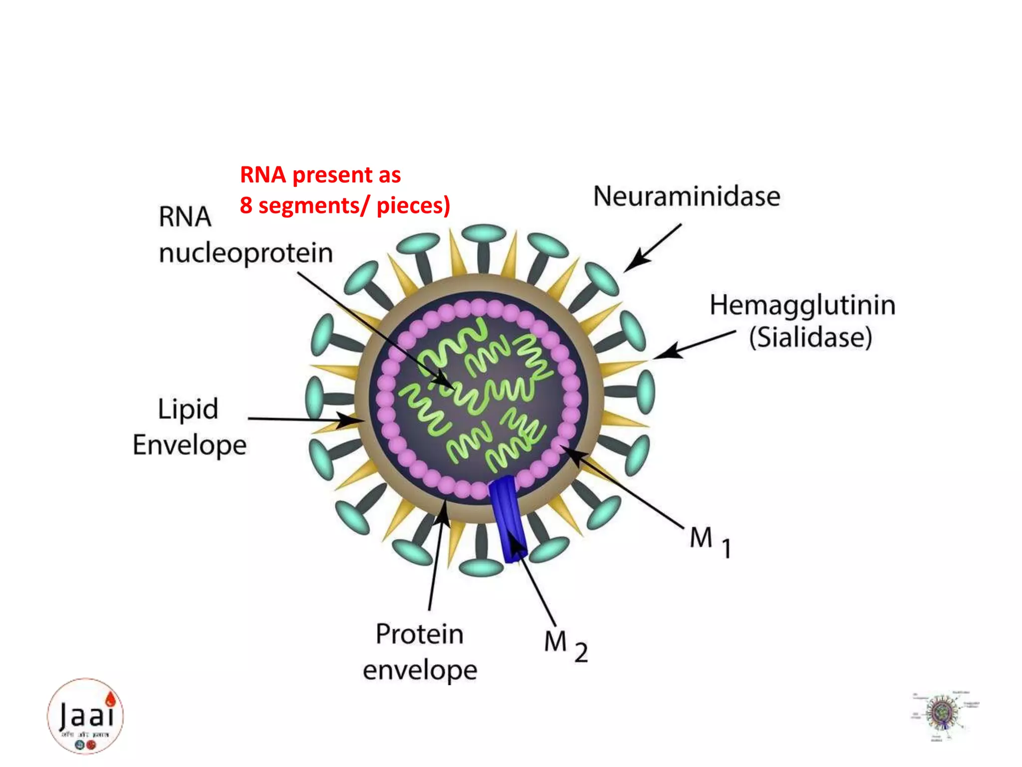 Orthomyxovirus: Dr Kamlesh Patel | PPTX
