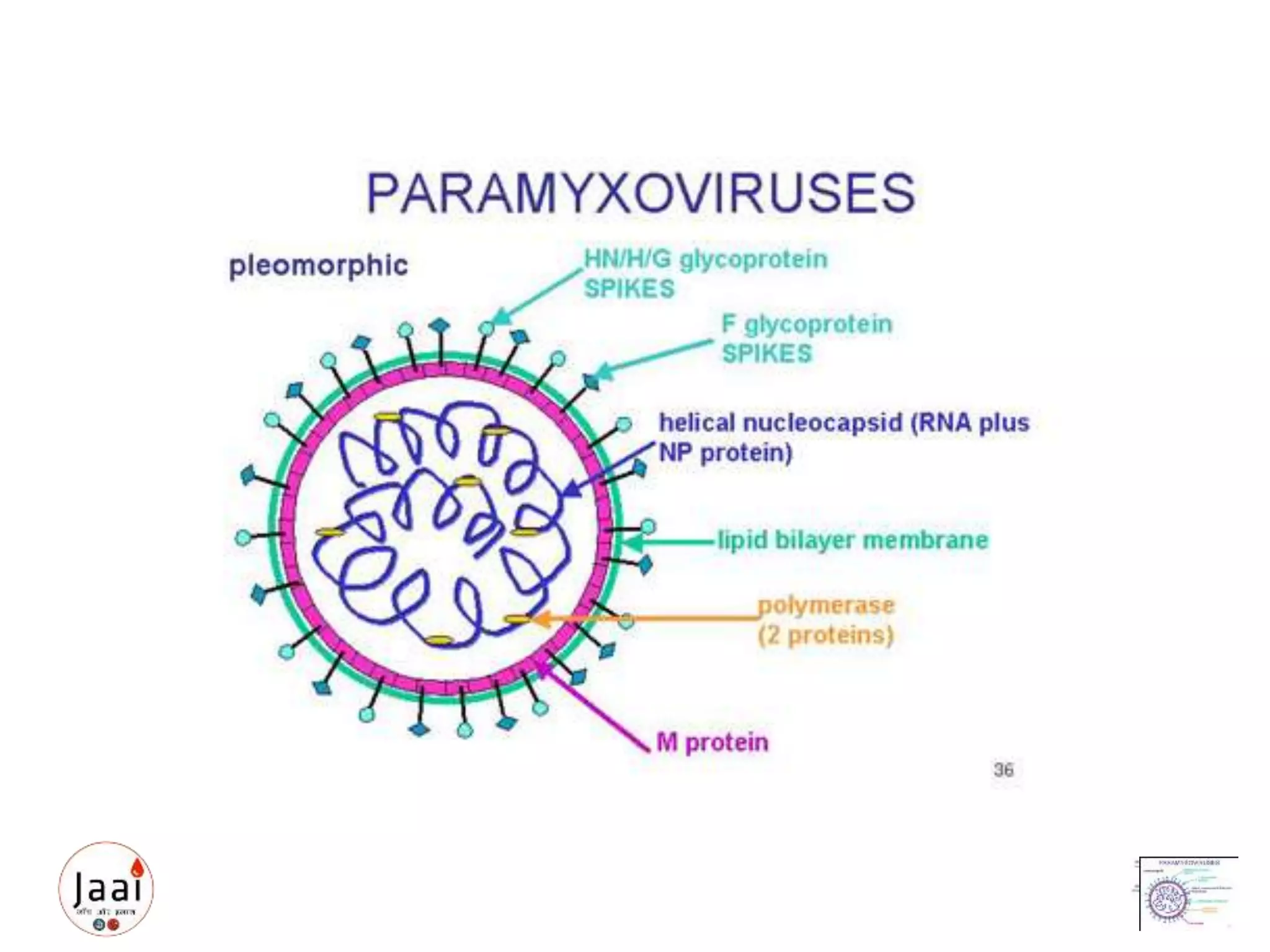 Paramyxovirus: Dr Kamlesh Patel | PPTX | Infectious Diseases | Diseases and Conditions