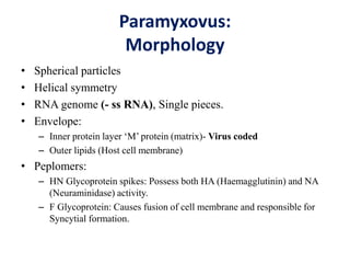 Paramyxovirus: Dr Kamlesh Patel | PPTX | Infectious Diseases | Diseases and Conditions