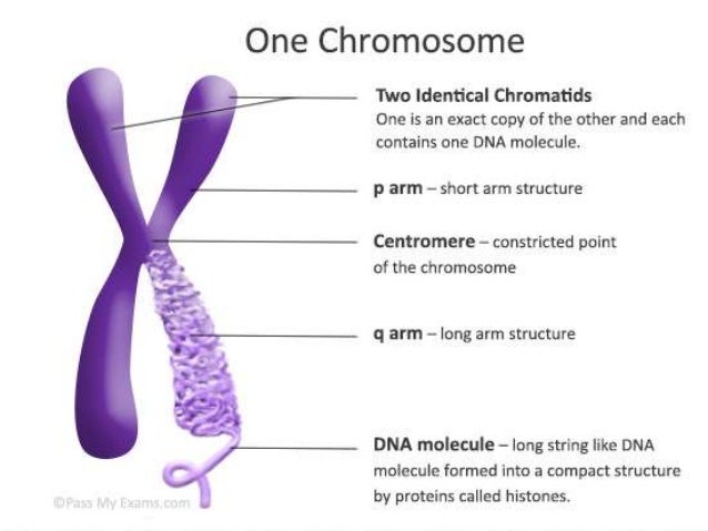 CHROMOSOME 1